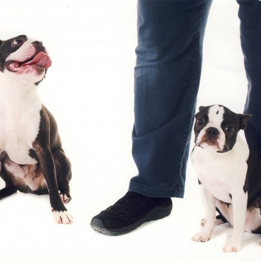 Calne Veterinary Centre – Calne Veterinary Centre has been caring for ...